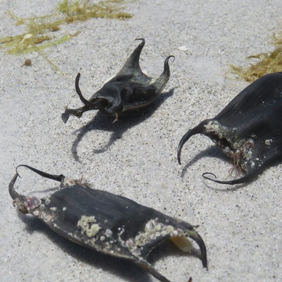 Gifts From The Sea and Other Treasures | Accents | Mermaids Purse Or ...